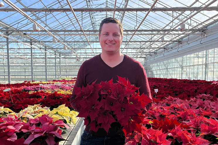 Kayla Series: The poinsettia superstar of Beekenkamp Plants! - Hortimedia