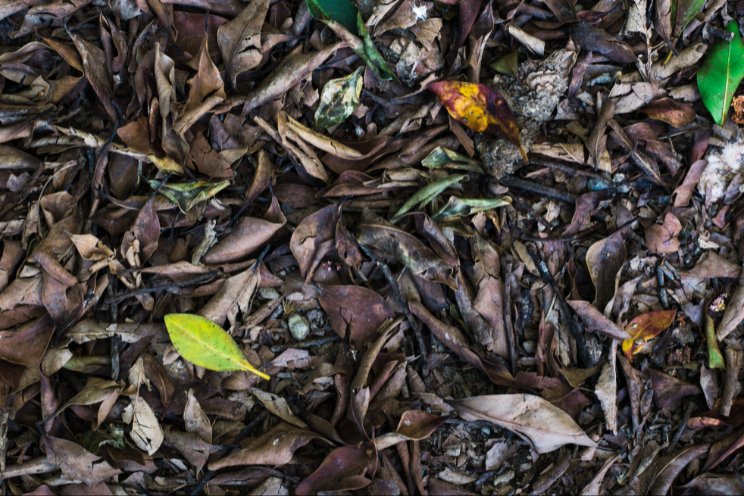 Crop waste could be the secret ingredient for a greener future - Hortimedia