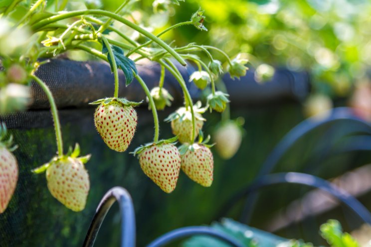 Chengdu vertical farm takes agriculture to new heights - Hortimedia