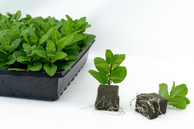 Oasis Grower Solutions launches new next-gen retail propagation kit ...