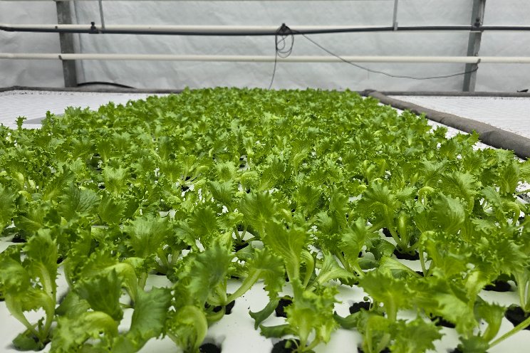 Meteor Systems introduces new high-density float - Hortimedia
