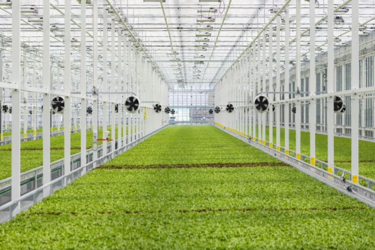 Canada's top salad grower, Vegpro, bets big on greenhouses - Hortimedia