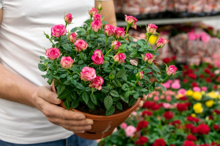 How Jiffy Pellets are helping Colombian rose growers - Hortimedia