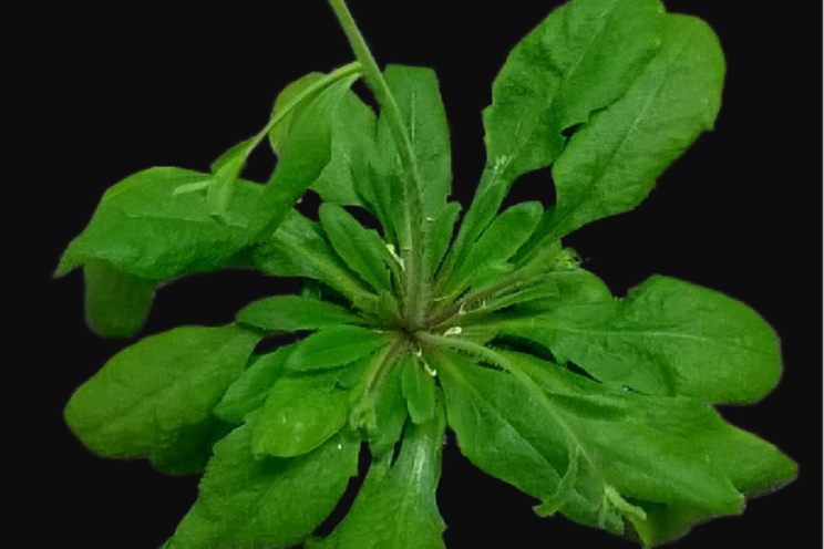 TORward the light: The energy switch in flowering time control - Hortimedia