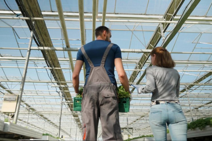 Scaffolding Farming: A space-efficient, high-yield technique for Indian ...
