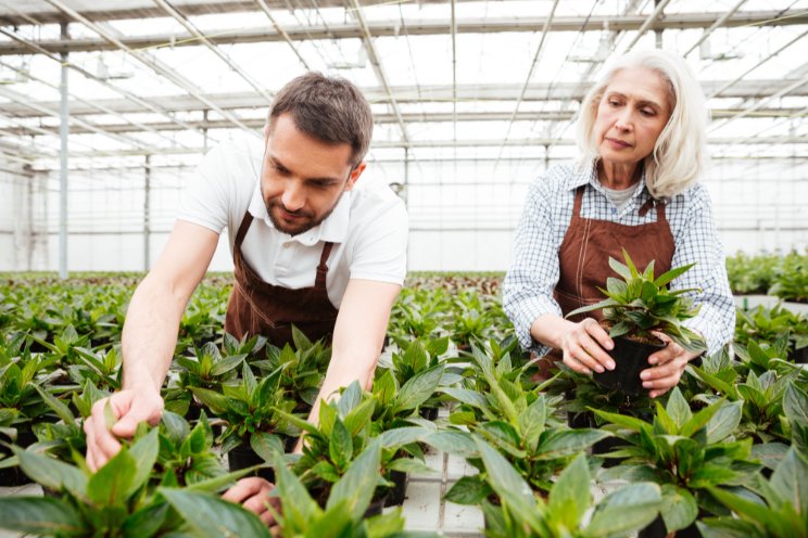 How to expand your leadership when managing a greenhouse team - Hortimedia