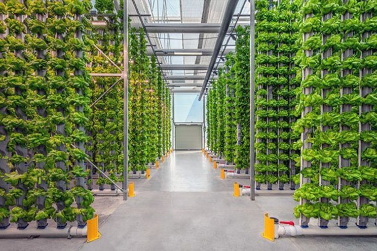 The future of vertical farming: Transforming global food production ...