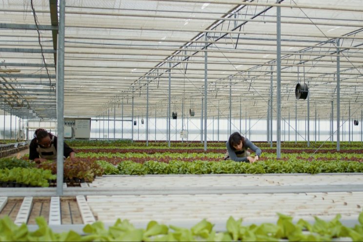 How OptiCrop's $80K deal could revolutionize sustainable farming ...