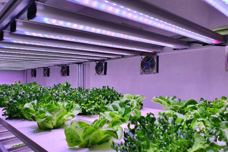 Fischer Farms secures LEAF accreditation for Norwich vertical farm ...
