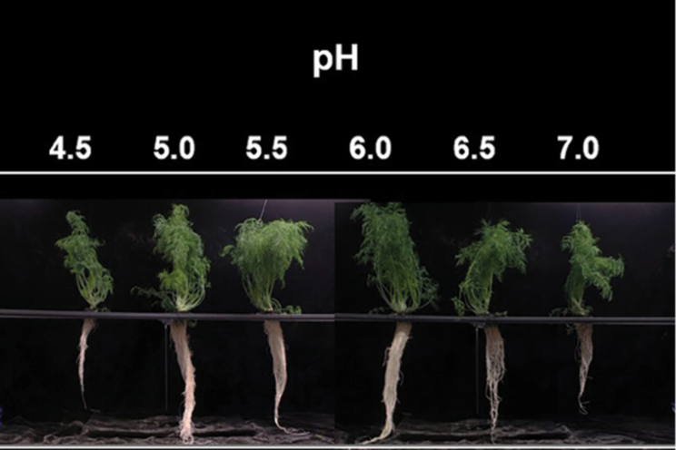 Determining the optimal pH for hydroponic herb production in CEA ...