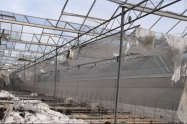 The Dutch greenhouse hit by a snow drift - Hortimedia