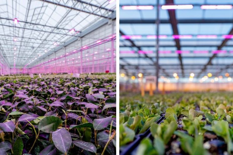 New innovations in the field of greenhouse lighting - Hortimedia