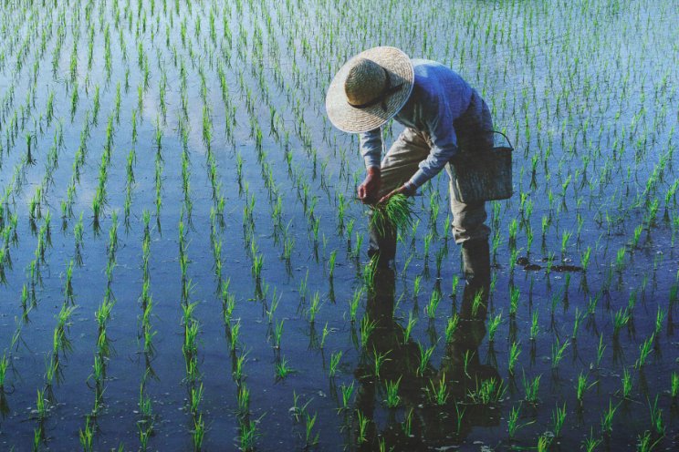 Innovative direct seeded rice tech debuts in Vietnam - Hortimedia