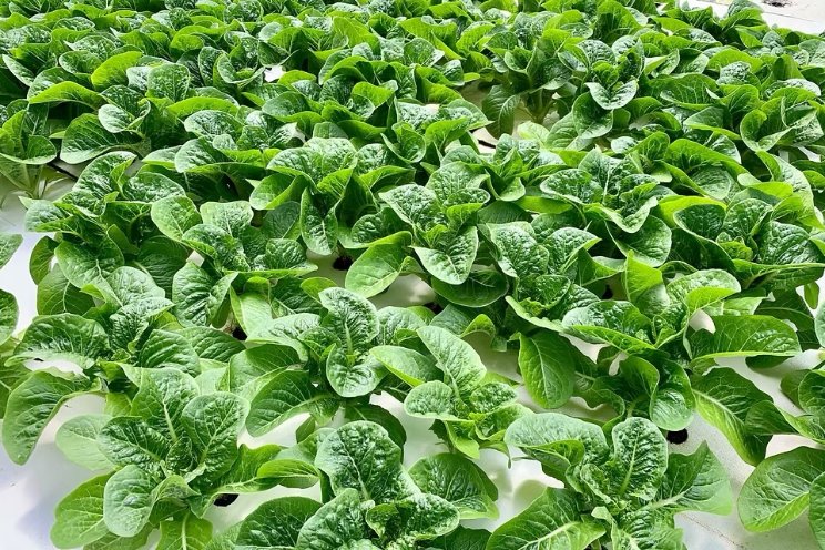 Greenway Farms chooses Sollum Technologies' dynamic LED lighting ...