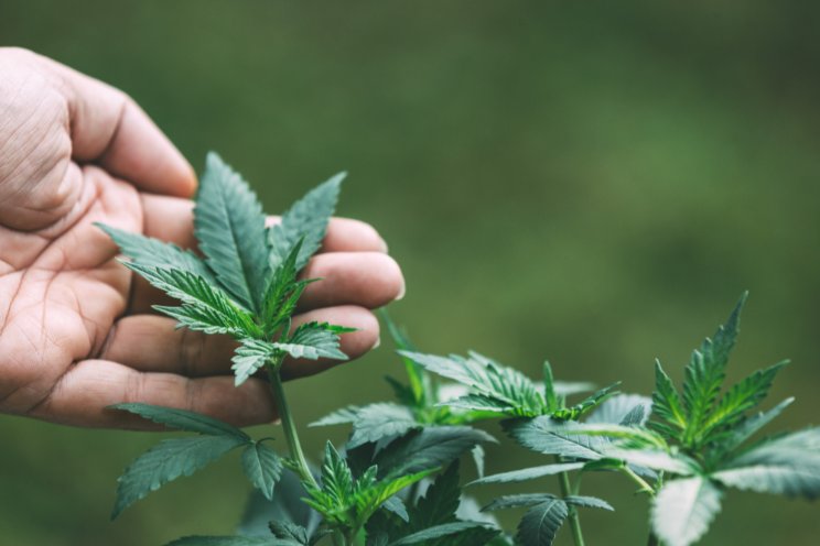 CMS is setting standards for what cannabinoid medicine looks like ...