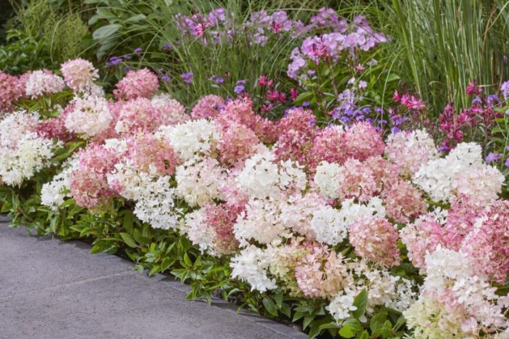 New varieties worth making room for from CAST 2026 - Hortimedia