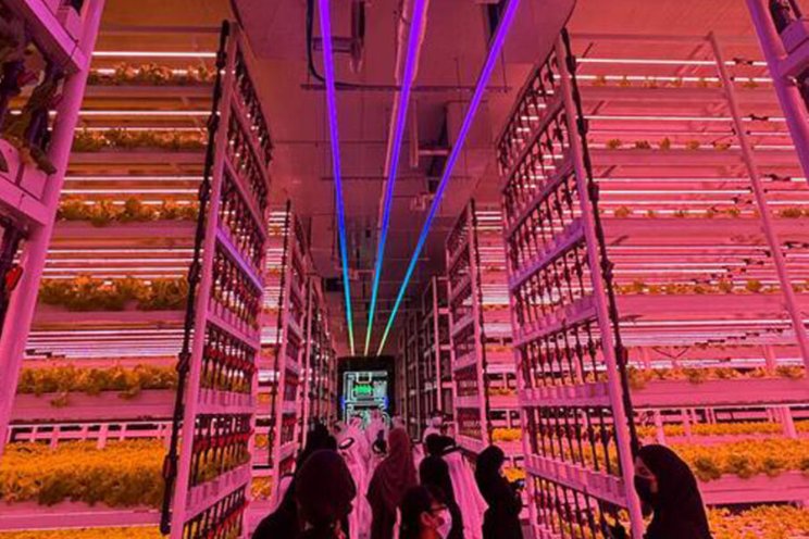 Flow Farms: Qatar's largest hydroponic vertical farm - Hortimedia