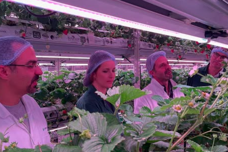 UK agriculture and indoor strawberry farming with Katia Zacharaki ...
