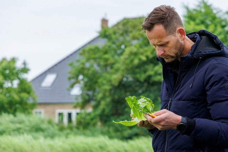 Rijk Zwaan launches iceberg lettuce varieties with new aphid resistance ...