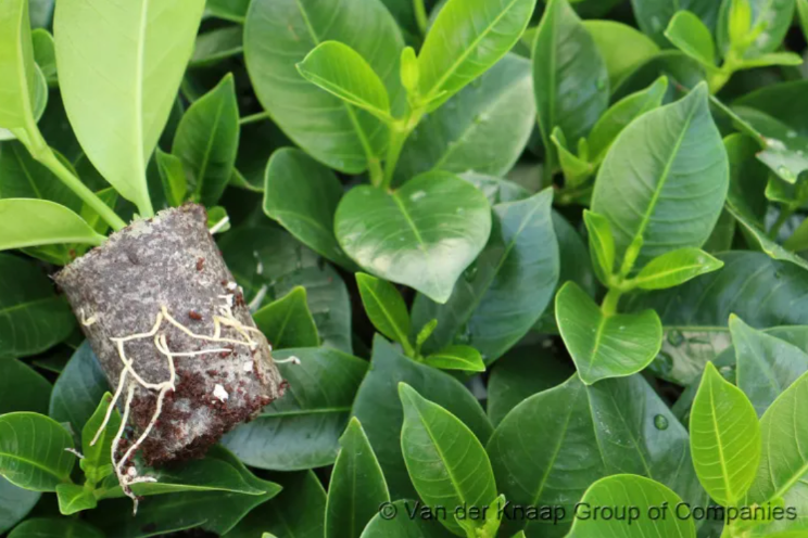 Propagation on peat-free rooting media - Hortimedia