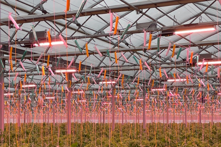How LED lighting gives greenhouse growers a competitive edge - Hortimedia