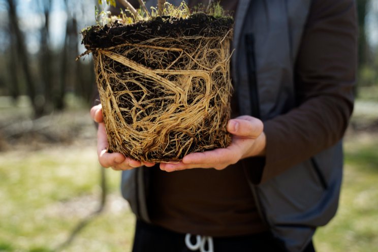How to maintain healthy roots in outdoor container crops - Hortimedia