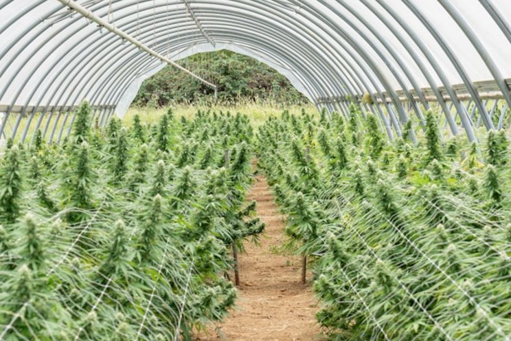 The fall harvest that shapes the global cannabis industry - Hortimedia