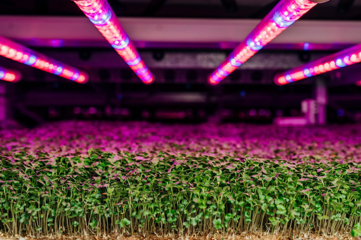 CEA and vertical farming looking up in rural Virginia - Hortimedia