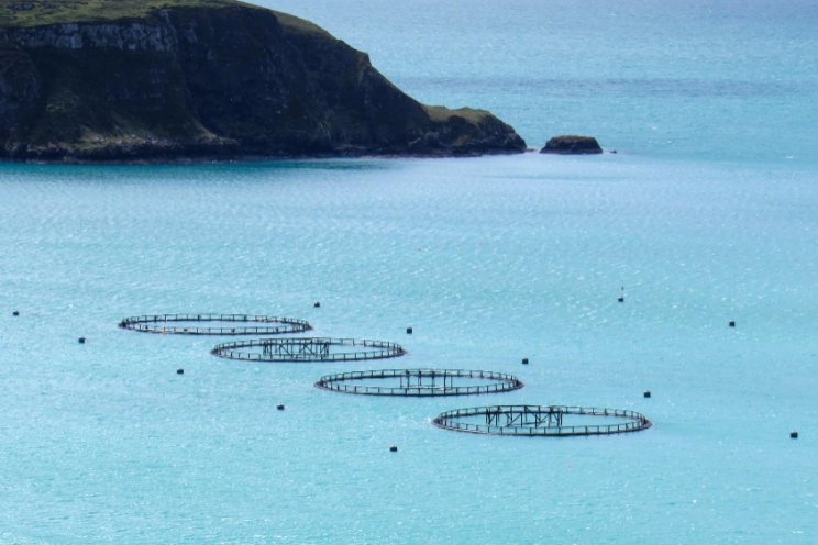 'Vertical sea farming' to grow seaweed and shellfish in pilot at Birchs ...