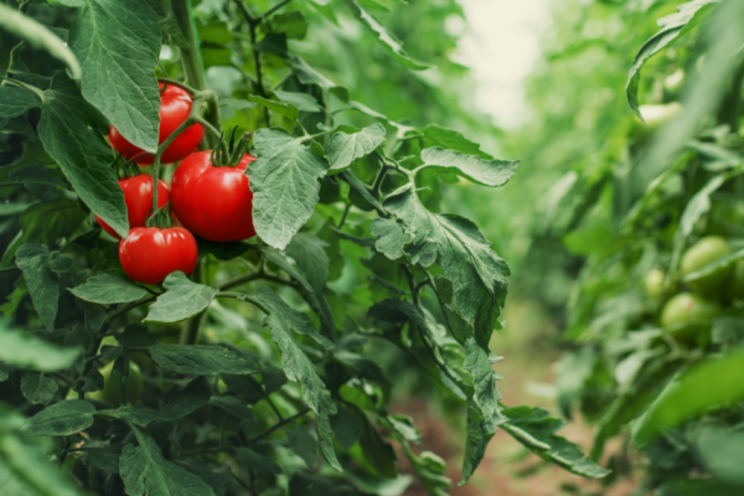 Extracting protein from tomato leaves: promising, but still not that ...
