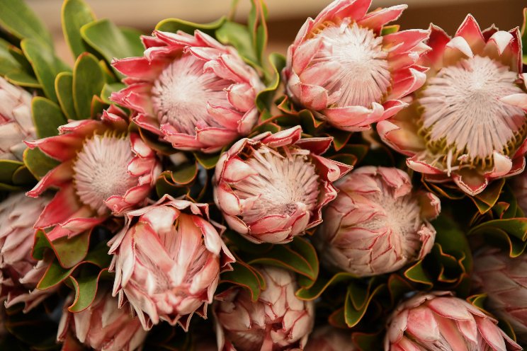 IPD showcases protea and fynbos diversity at IFTF - Hortimedia