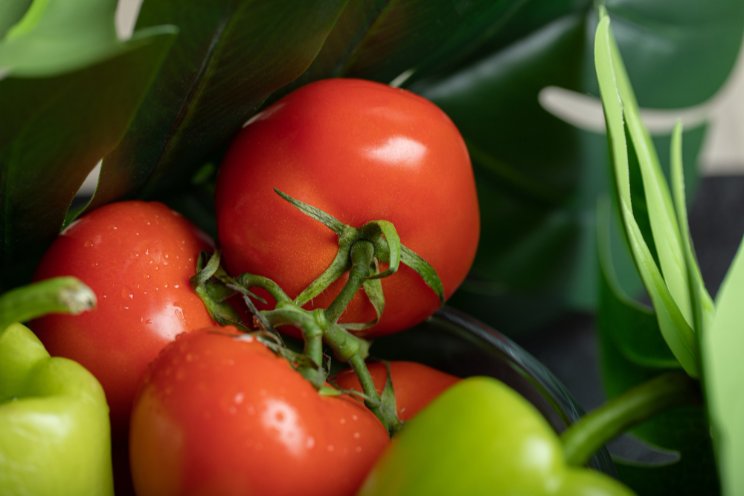 Solar panels give edge to tomatoes grown underneath - Hortimedia