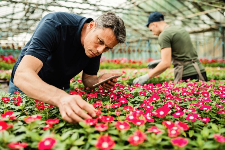 How you can bring order from chaos in your greenhouse business - Hortimedia