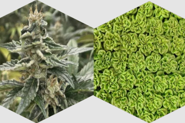 Cultivating the future – The story behind Cultivators - Hortimedia