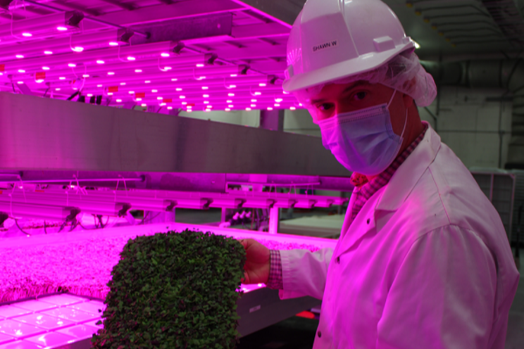 Guelph-based vertical farm reaches new heights - Hortimedia