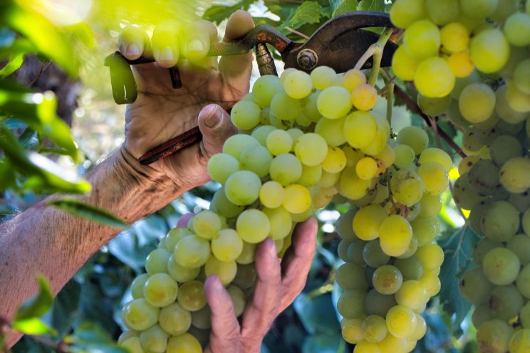 Peru takes the lead in global table grape exports - Hortimedia
