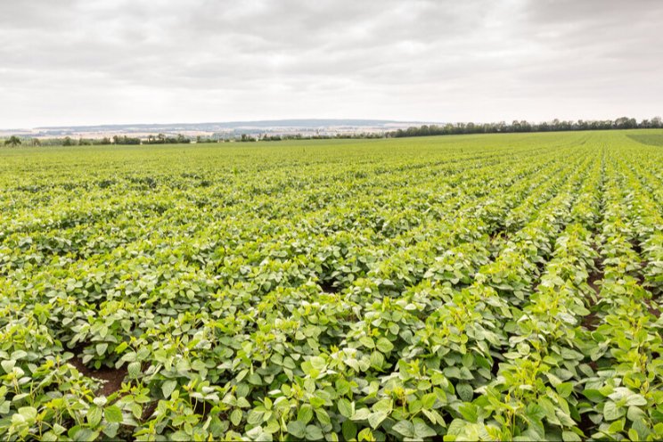 High-value crops of the future - Hortimedia