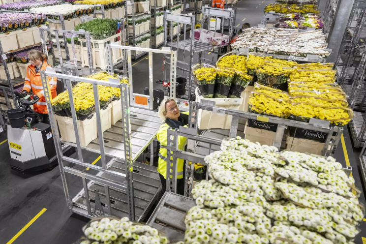 Royal FloraHolland highlights mounting pressure on growers - Hortimedia