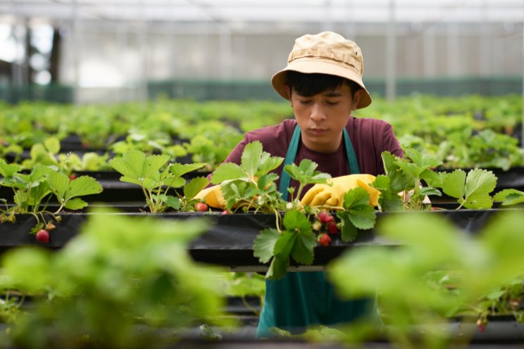 Greenhouses as a key to rural prosperity in Chongxin County - Hortimedia
