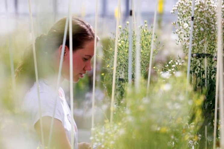 Rijk Zwaan achieves worldwide growth in centenary year - Hortimedia