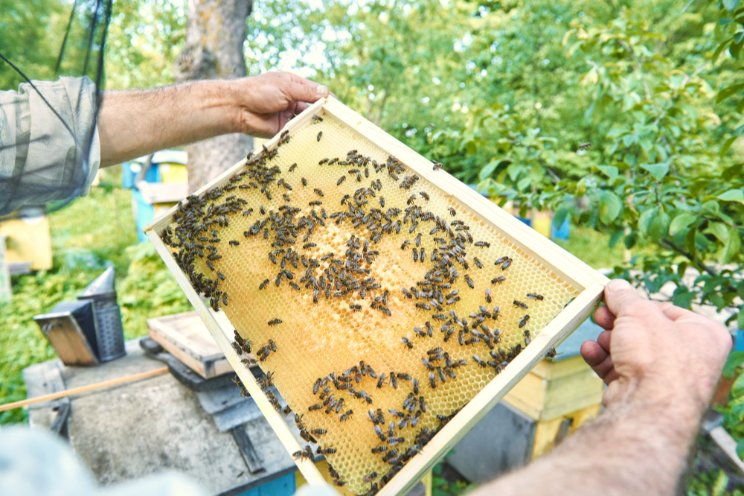 Flies to support Australia's struggling bees? - Hortimedia