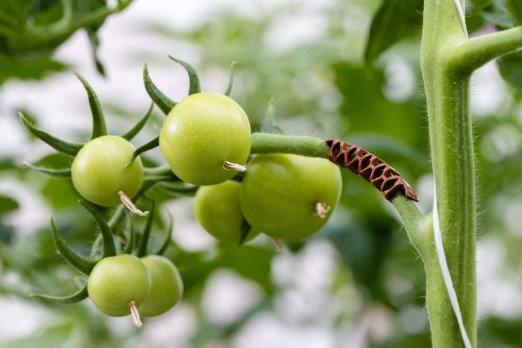 Royal Brinkman introduces the renewed Valent Truss Support - Hortimedia