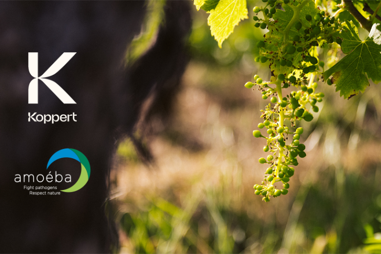 Koppert and Amoéba collaborate for innovative biofungicide solution ...