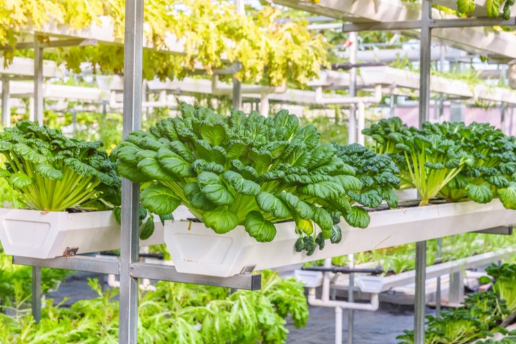 Farming without fields: The world of high-tech agriculture - Hortimedia
