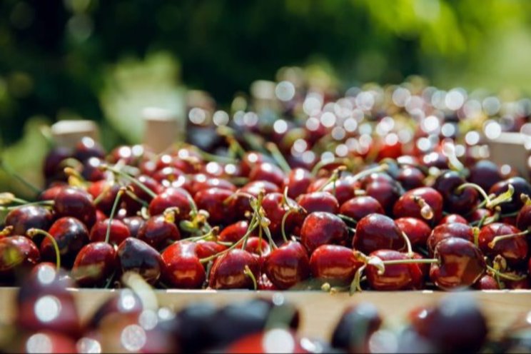 EU expands access for Moldovan fruit exports - Hortimedia