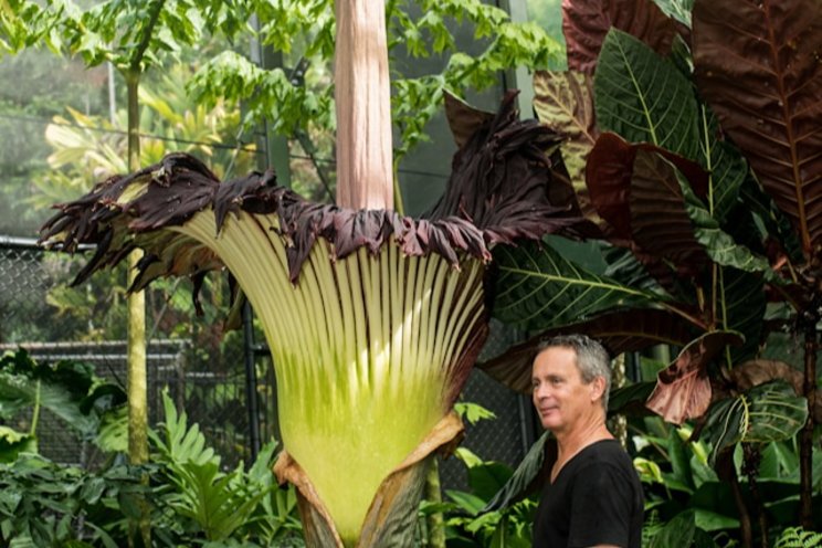 How a corpse plant makes its terrible smell: female flowers do the work ...