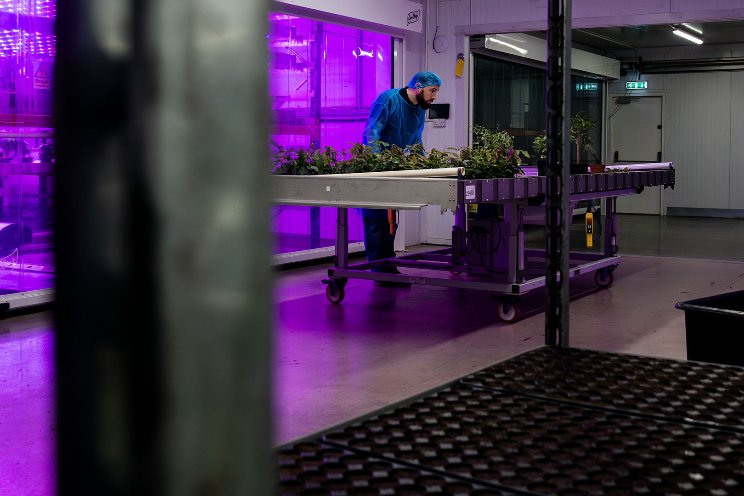 Vertical farming software success: putting grower needs first - Hortimedia