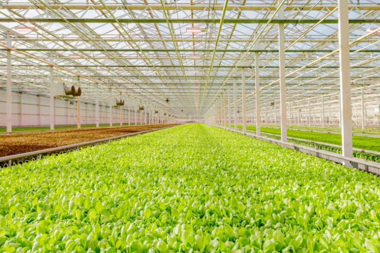 How Local Bounti is rebuilding toward profitability - Hortimedia