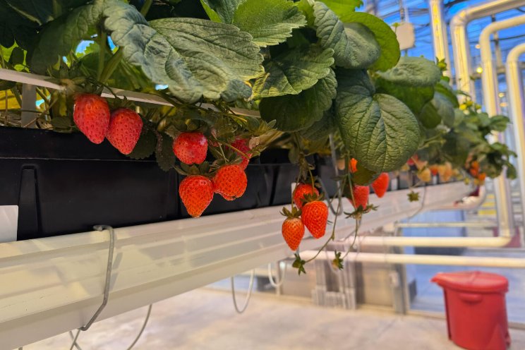 Vertical Strawberry Growing System