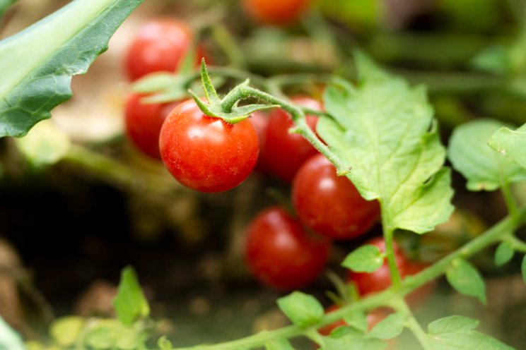 AI-powered insights to identify the best vegetable varieties - Hortimedia